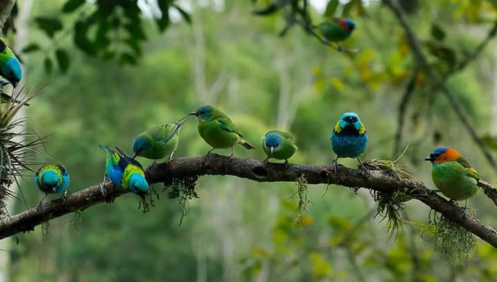 Fotógrafa de natureza registra rotina de tucanos-de-bico-verde | Terra ...