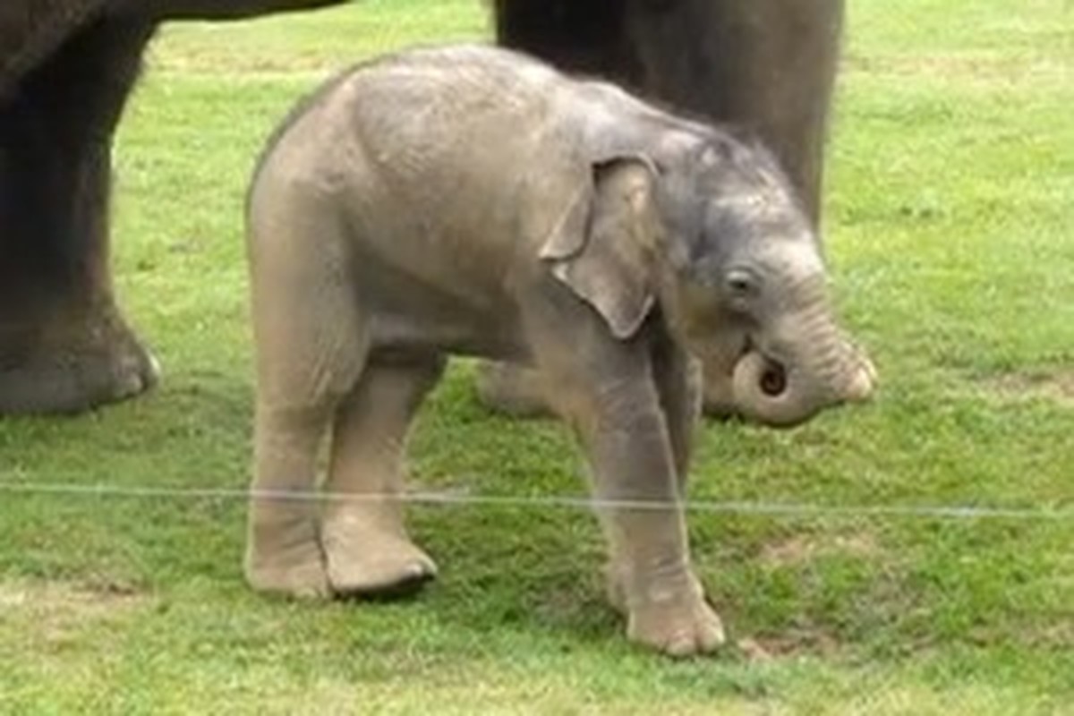 Elefante dá seus primeiros passos e bomba em vídeo online | Notícias ...