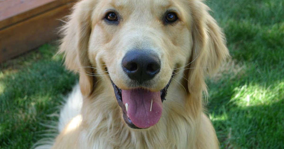 Natureza - Estudo com 3 mil cães quer descobrir como prevenir o câncer ...