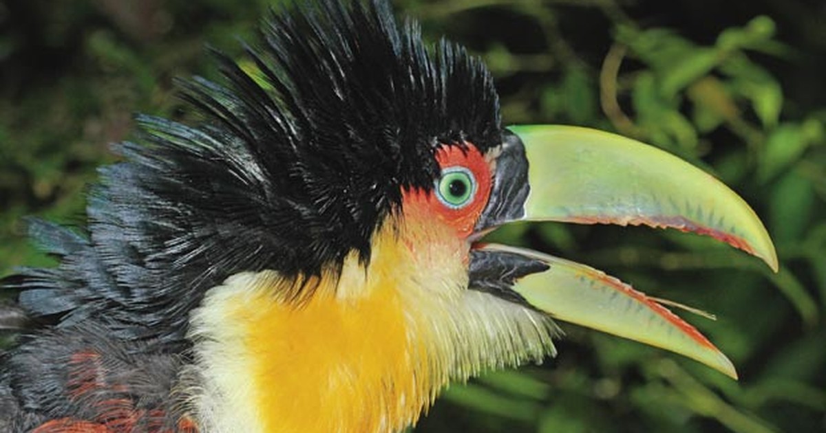 Natureza - Livro reúne imagens inéditas de aves nativas da Mata Atlântica