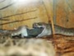 G1 - Em 'jantar romântico', cobras disputam rato na África do Sul ...
