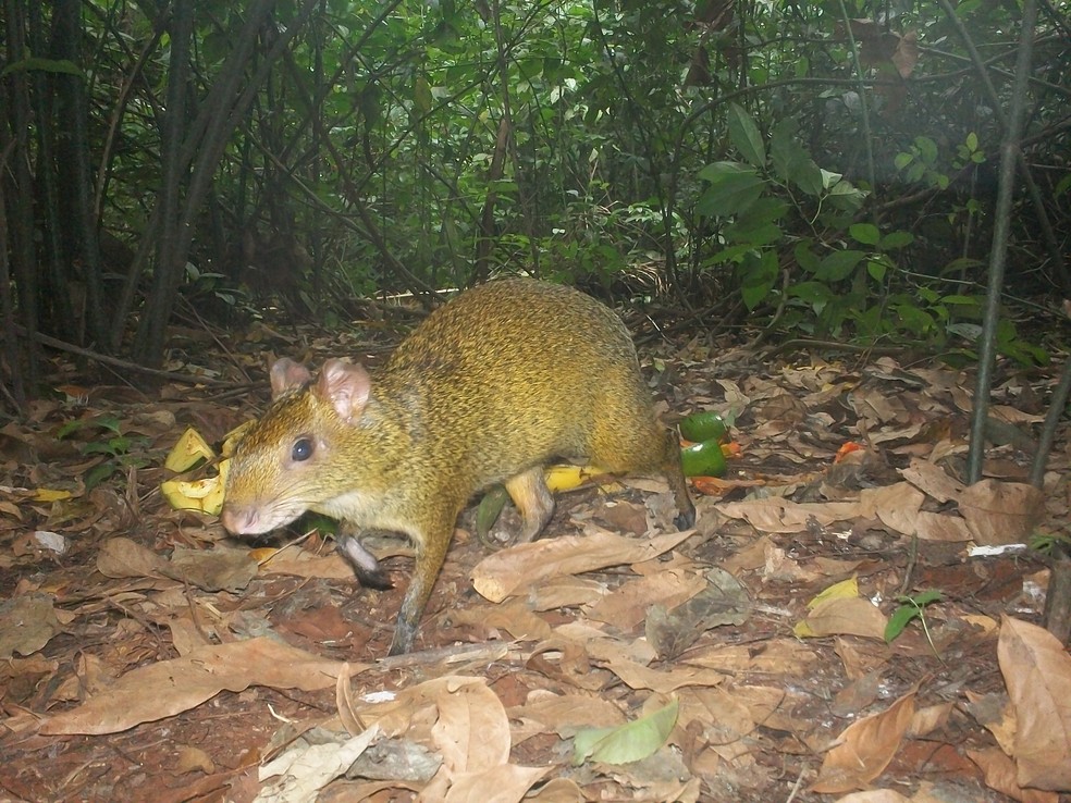 Já ouviu o ditado: paca, tatu, cutia não? | Terra da Gente | G1