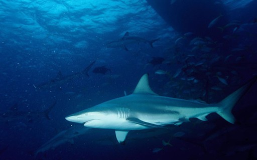 Quatro espécies de tubarões capazes de "andar" são descobertas ...