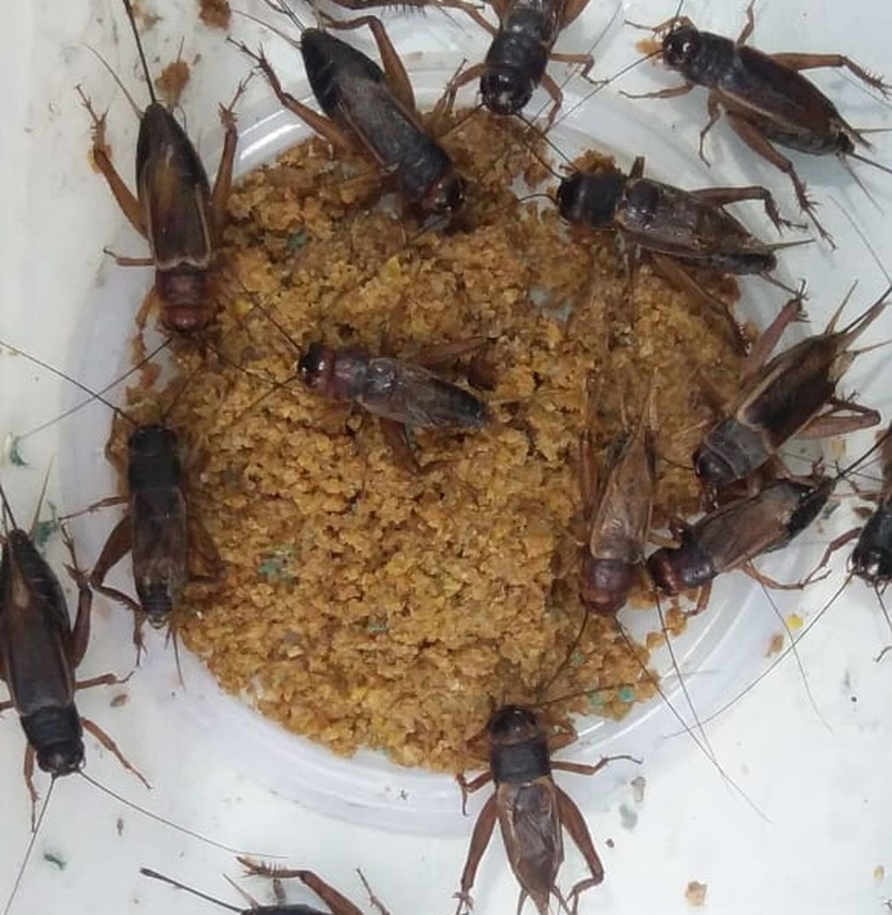 Com grilo no chocolate e larva frita, bióloga busca incluir insetos na ...