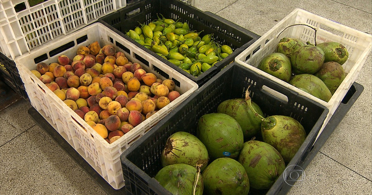 G1 - Prodal abre inscrições para empresas doarem alimentos a ...