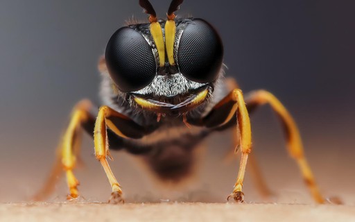 Concurso inédito elege as melhores fotos de insetos de 2020 - Revista ...