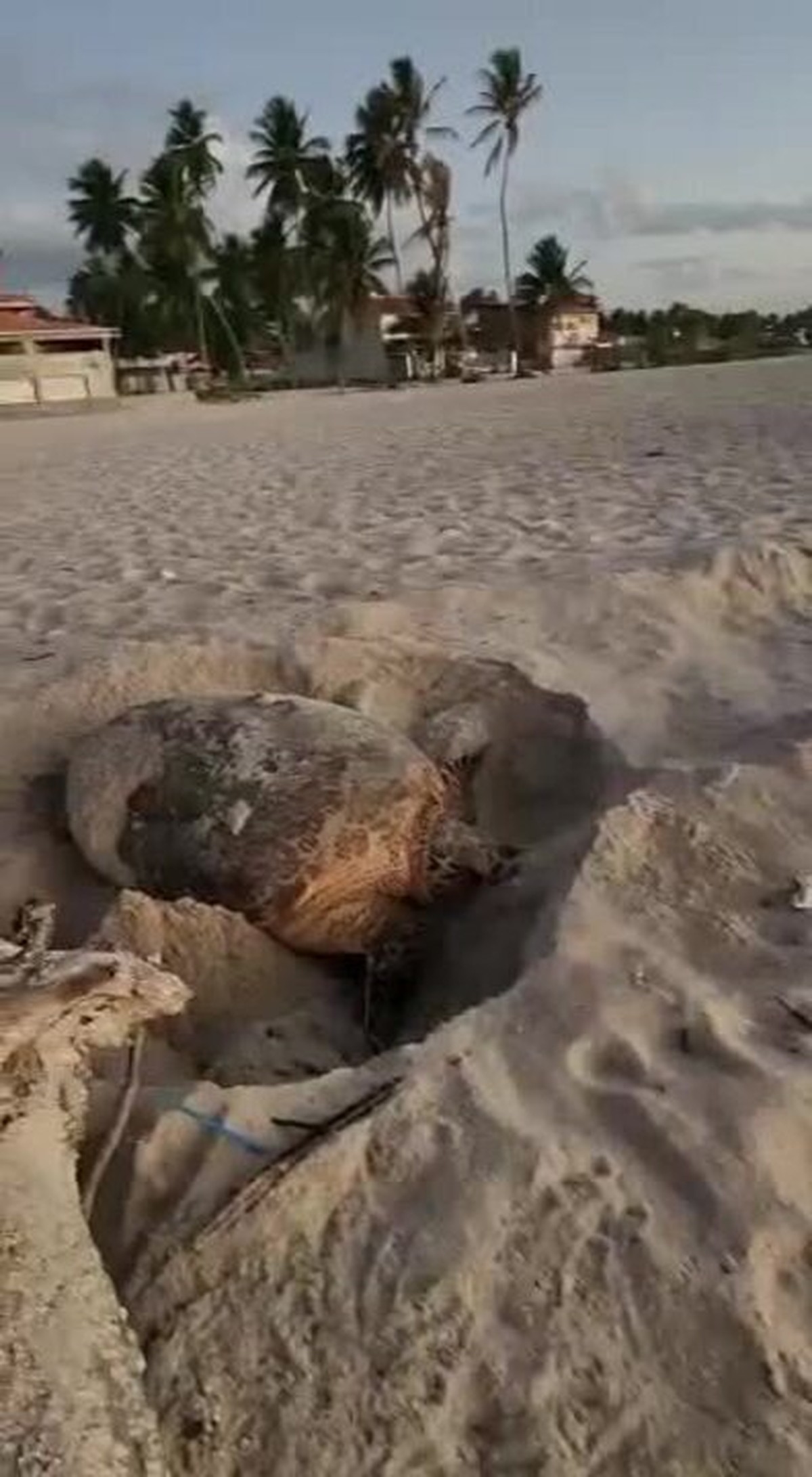 VÍdeo Mostra Momento Em Que Tartaruga De Pente Desova Na Praia Da Barra