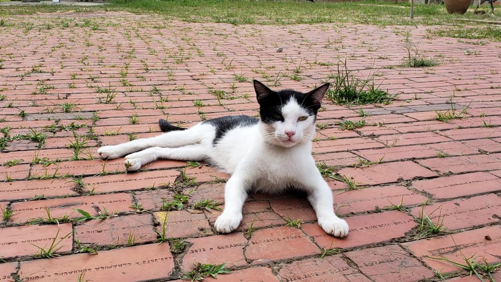 Gato imita movimentos de dança durante aula e viraliza na internet ...