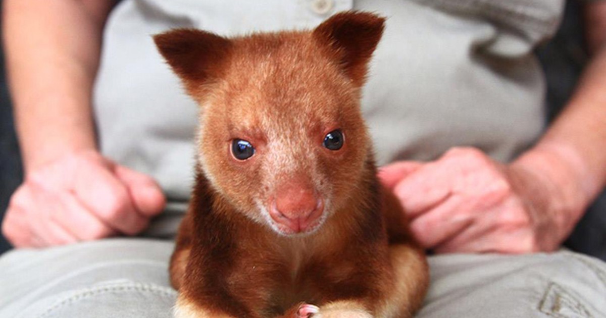 Natureza - Bebê canguru órfão sobrevive na bolsa de wallaby em zoo da ...