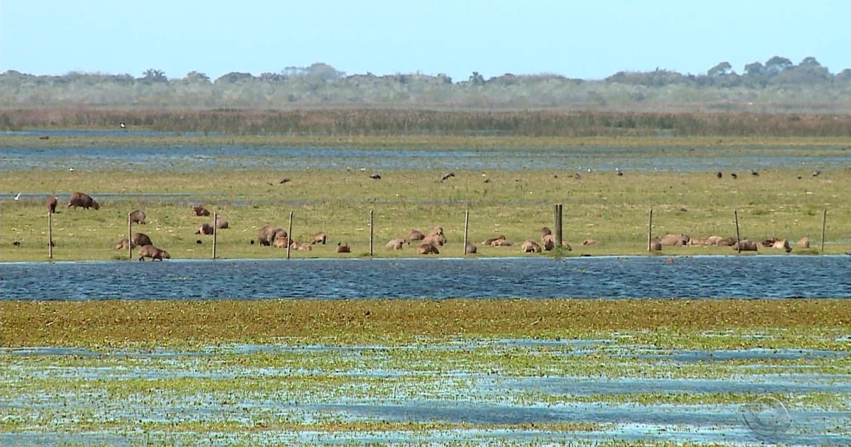G1 - Estação Ecológica do Taim completa 30 anos de história no Sul do ...