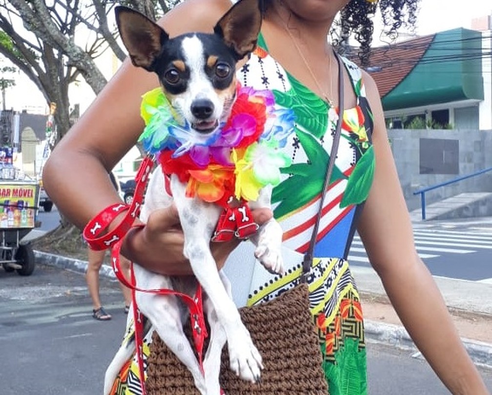 Carnaval pet em Salvador tem fanfarra e concurso de fantasia; cão ...