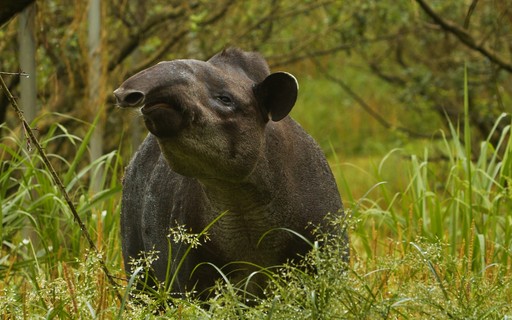 Antas correm risco de extinção na Mata Atlântica, aponta estudo ...