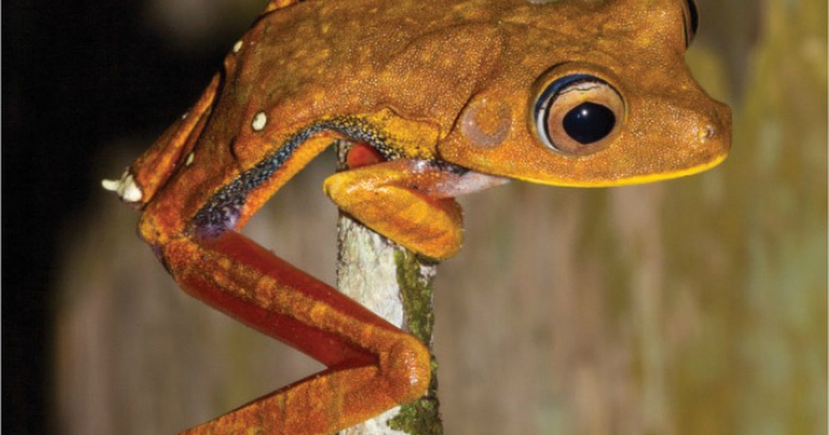 G1 - Pesquisadores descobrem nova espécie de perereca na Amazônia ...
