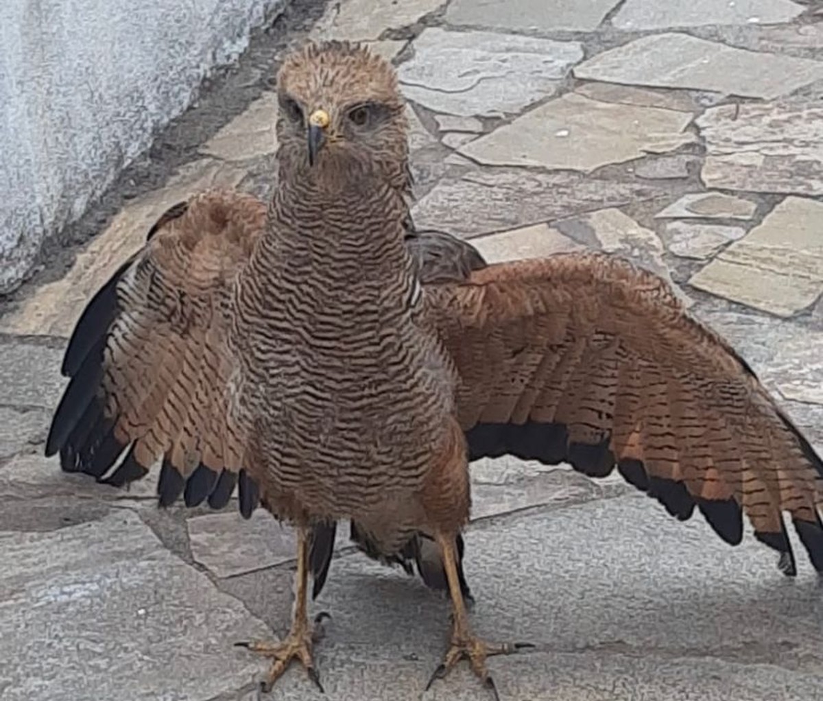 Gavião com asa ferida é resgatado por bombeiros em Barbacena | Zona da ...