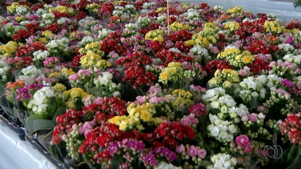 Feira exibe cerca 300 espécies de flores e plantas ornamentais em ...