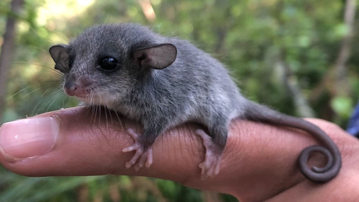 Com só 7 gramas, um dos menores gambás do mundo é encontrado na ...