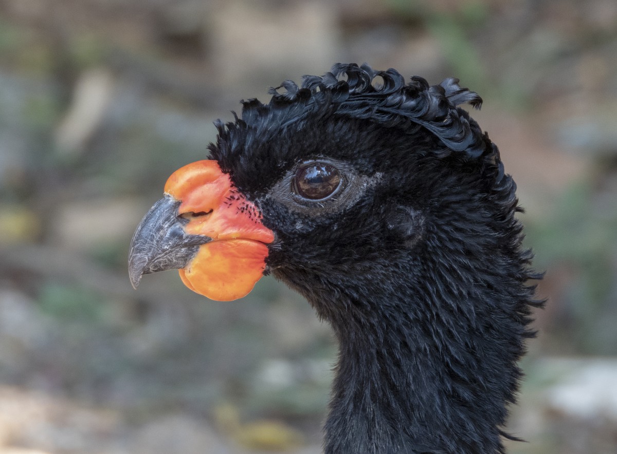 46 anos de história: criação e soltura de mutum-do-sudeste são foco de ...