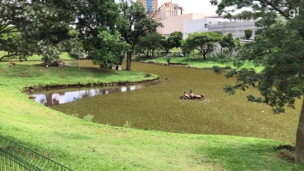 Superpopulação de plantas aquáticas cobre lagoa e ameaça animais no ...