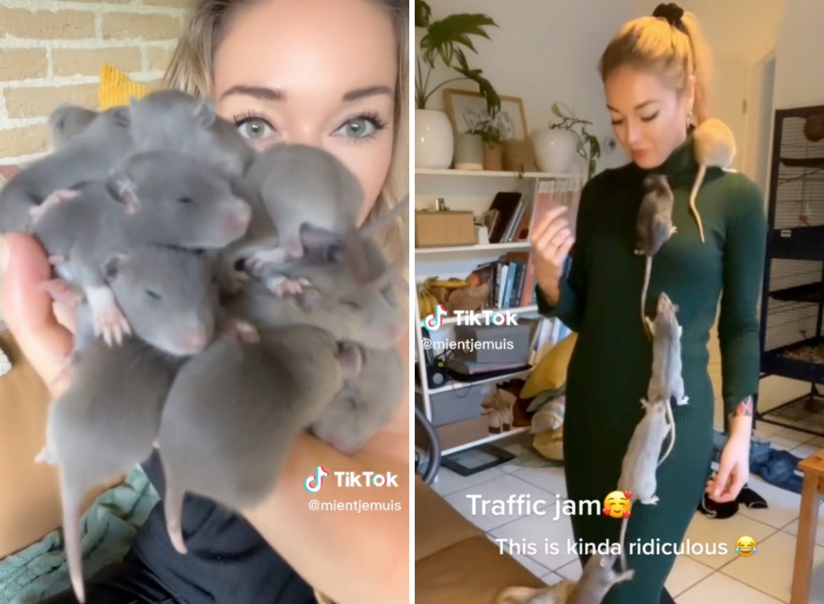 Holandesa vive com sete ratos soltos em casa; confira os vídeos ...