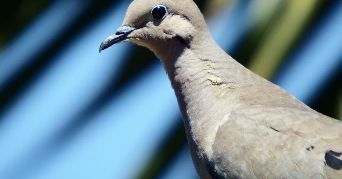 G1 - Pomba-de-bando é caçada no Nordeste e prolifera em São Paulo ...