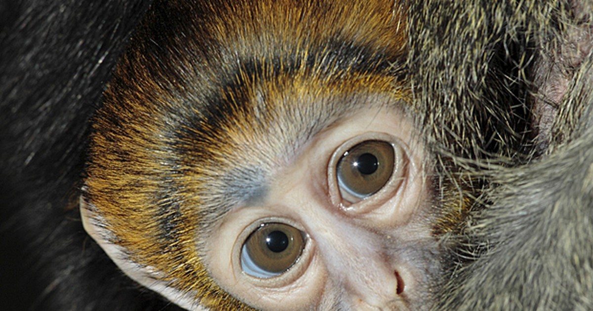 G1 - Macacos fiéis se reproduzem mais que os promíscuos, aponta estudo ...