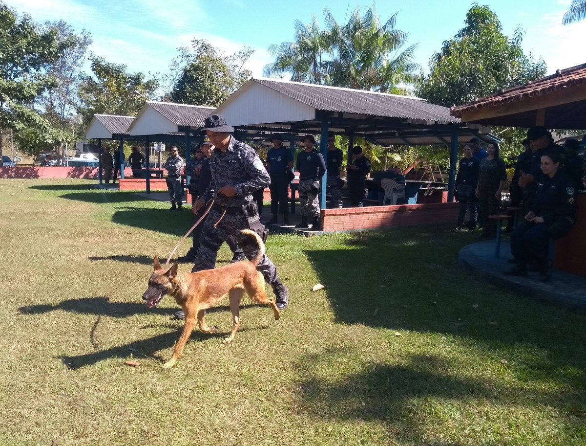Polícia Militar Faz Treinamento Com Cães Farejadores Em Vilhena Ro