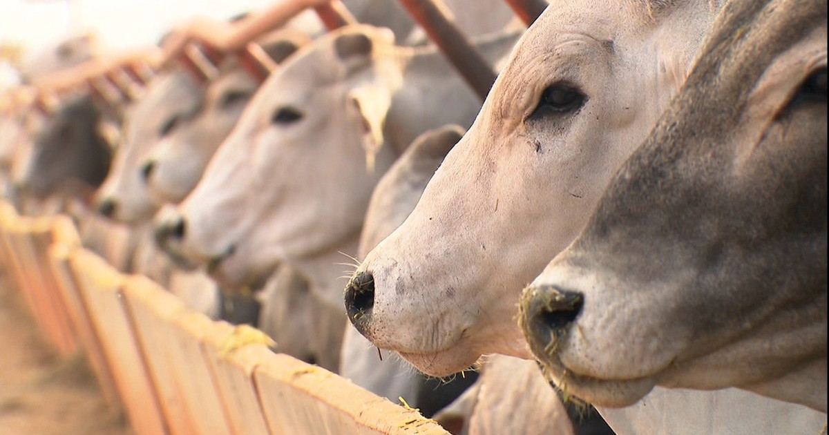 Globo Rural - Fazenda investe em técnica para garantir o bem-estar do gado