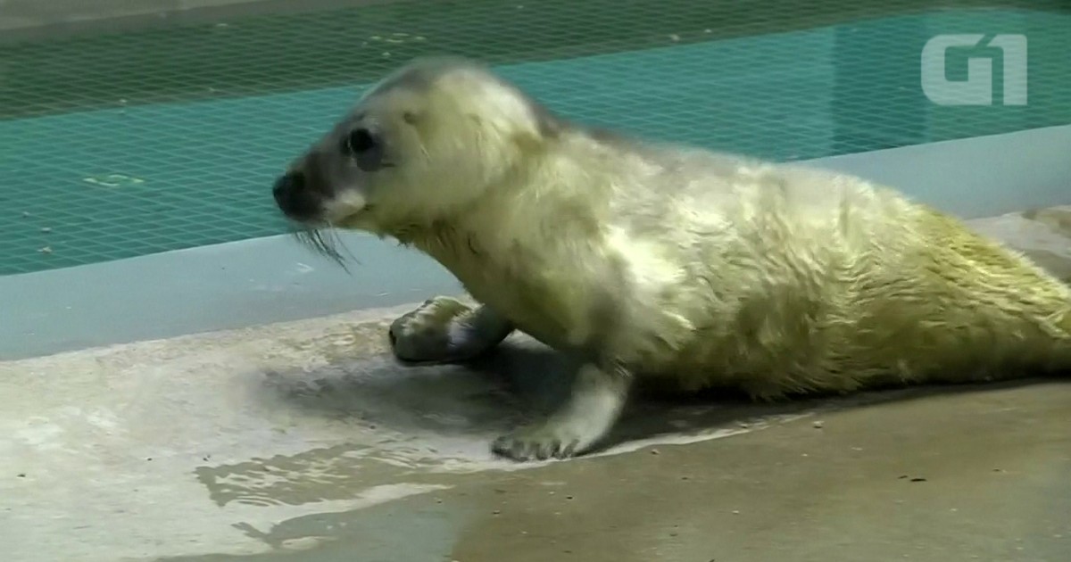 Natureza - Filhote de foca é apresentado em vídeo por zoológico nos EUA