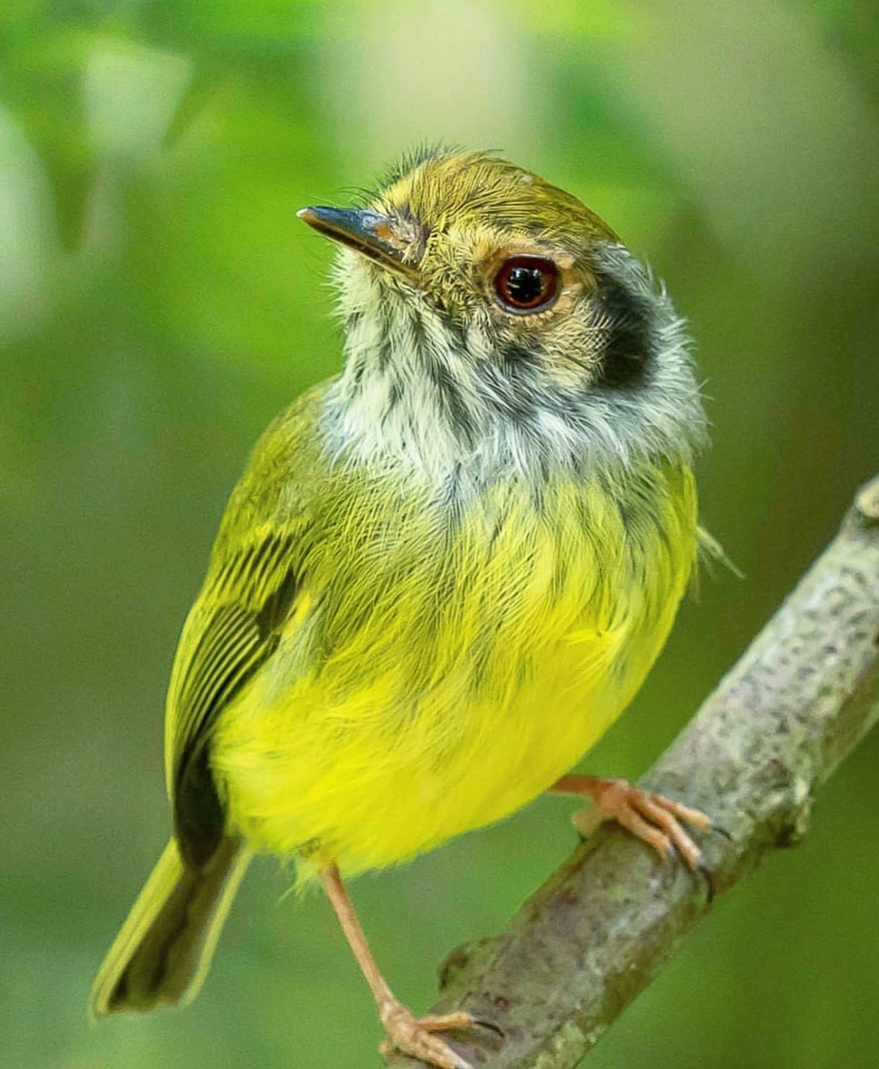 Galeria de fotos: mais de 200 espécies de aves compõem acervo de ...