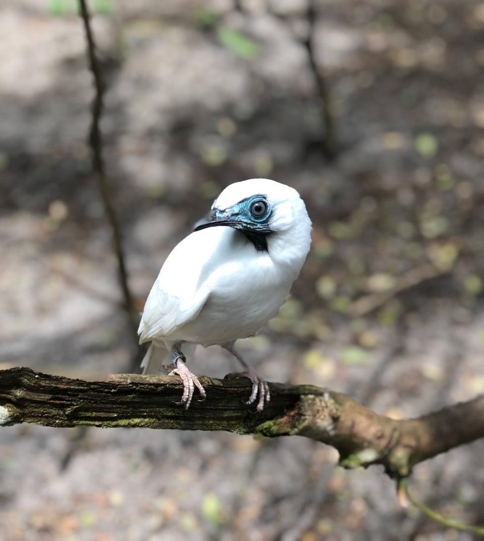 Araponga é devolvida à natureza após dois meses de reabilitação em ...