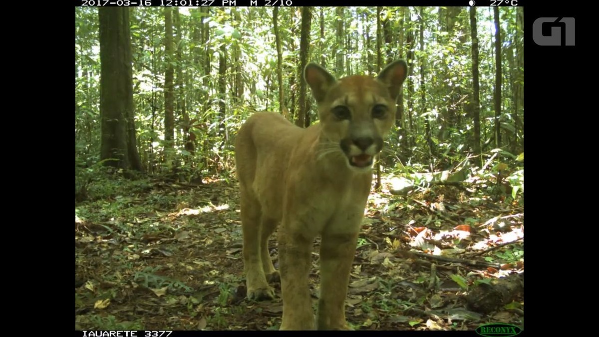 VÍDEO: Pumas são filmados em cena rara de interação na Amazônia ...