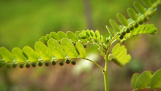 G1 - Quebra-pedra ajuda no tratamento de cólicas renais e pedras nos ...