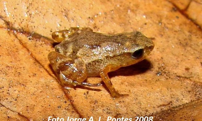 Biólogo encontra uma nova espécie de sapo exclusiva da região do ...