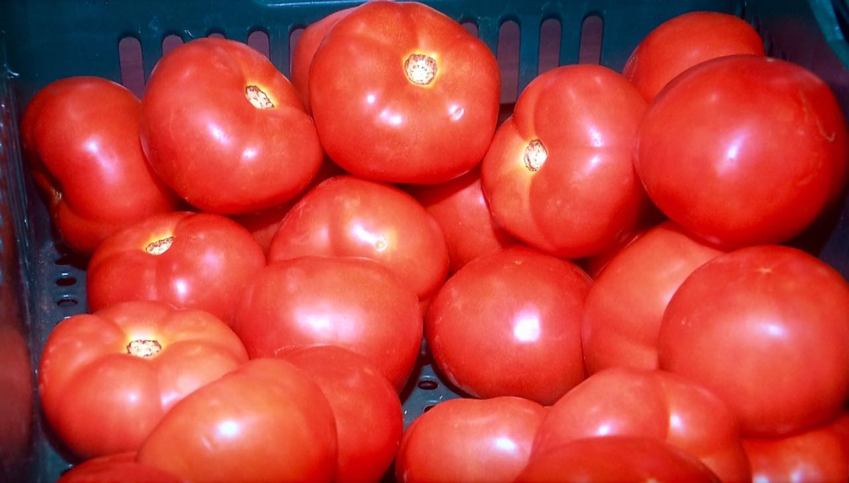 Confira duas receitas com tomate, especiais de Faxinal | Plug | Receitas