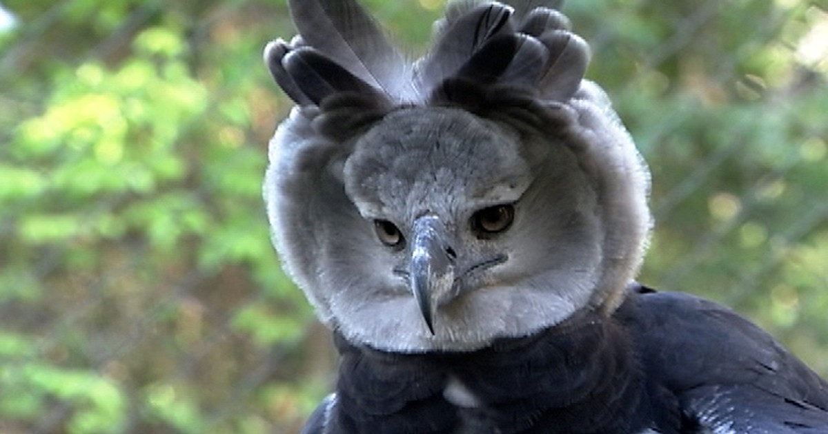 Natureza - Estudos com a harpia podem ajudar na preservação de outras ...