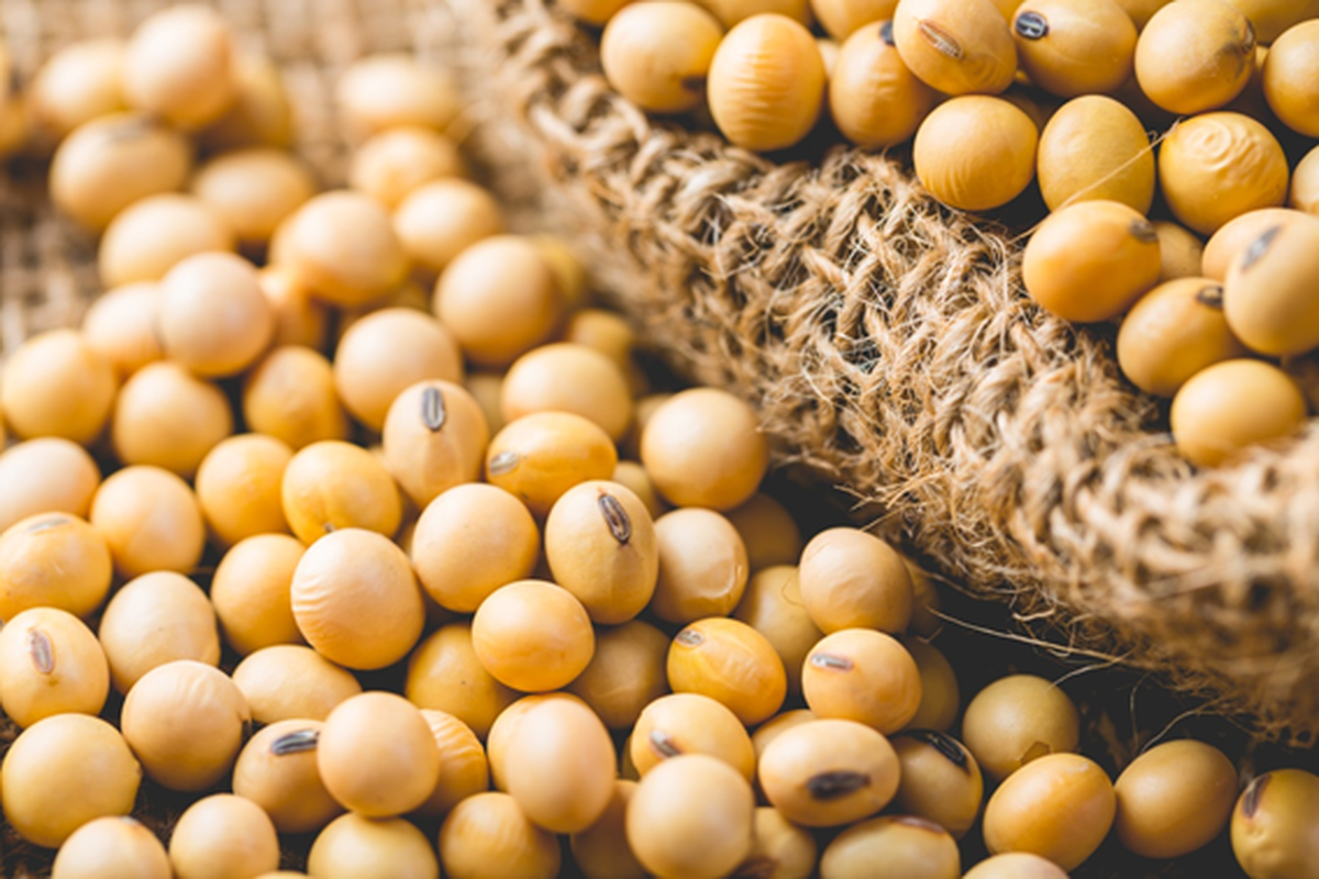 Valor das exportações de RR cresce mais de 1.000% em um mês alavancado ...