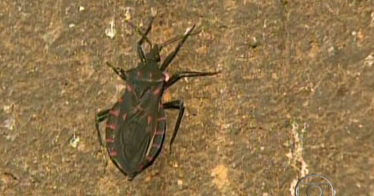 G1 - Vigilância em Saúde intensifica ação de combate ao barbeiro em MG ...