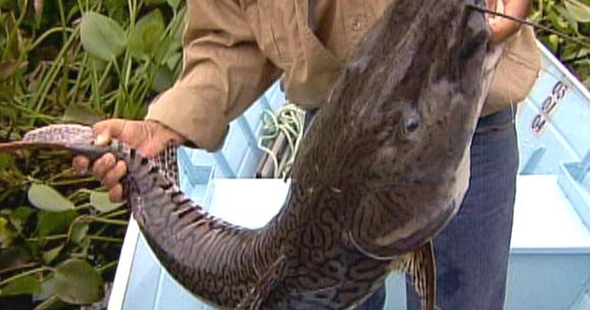 G1 - Cachara - notícias em Fauna