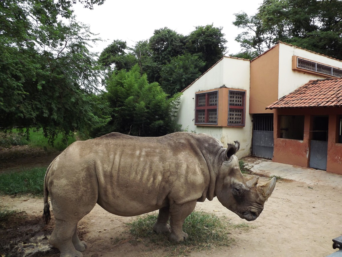 Rinoceronte do zoo de BH faz 51 anos nesta terça e ultrapassa ...