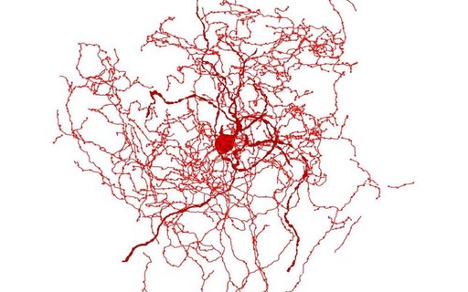 Novo tipo de neurônio é descoberto e pode existir apenas em humanos ...