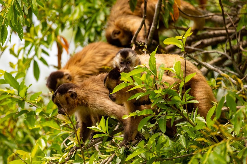Família de macacos brinca de saltar em rio e impressiona casal ...