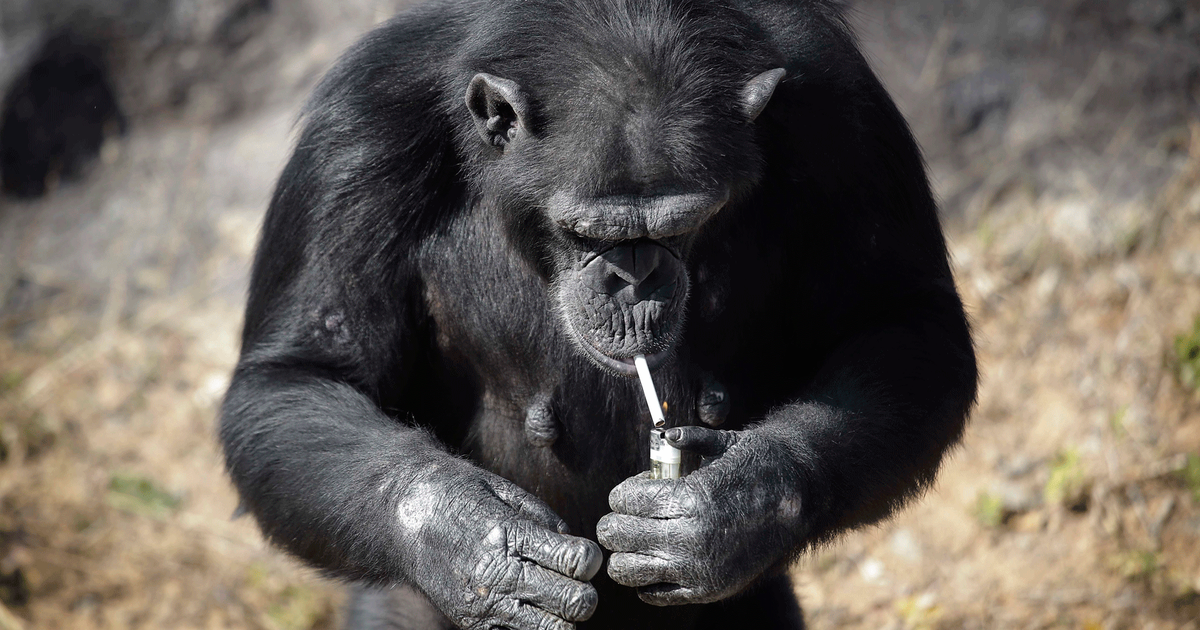 Natureza - Fotos chocantes mostram chimpanzé fumando em zoo na Coreia ...
