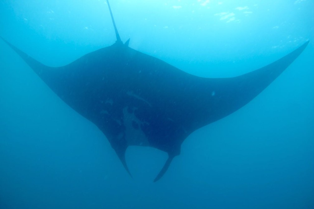 Raia negra gigante e raríssima é flagrada no litoral de SP; vídeo ...