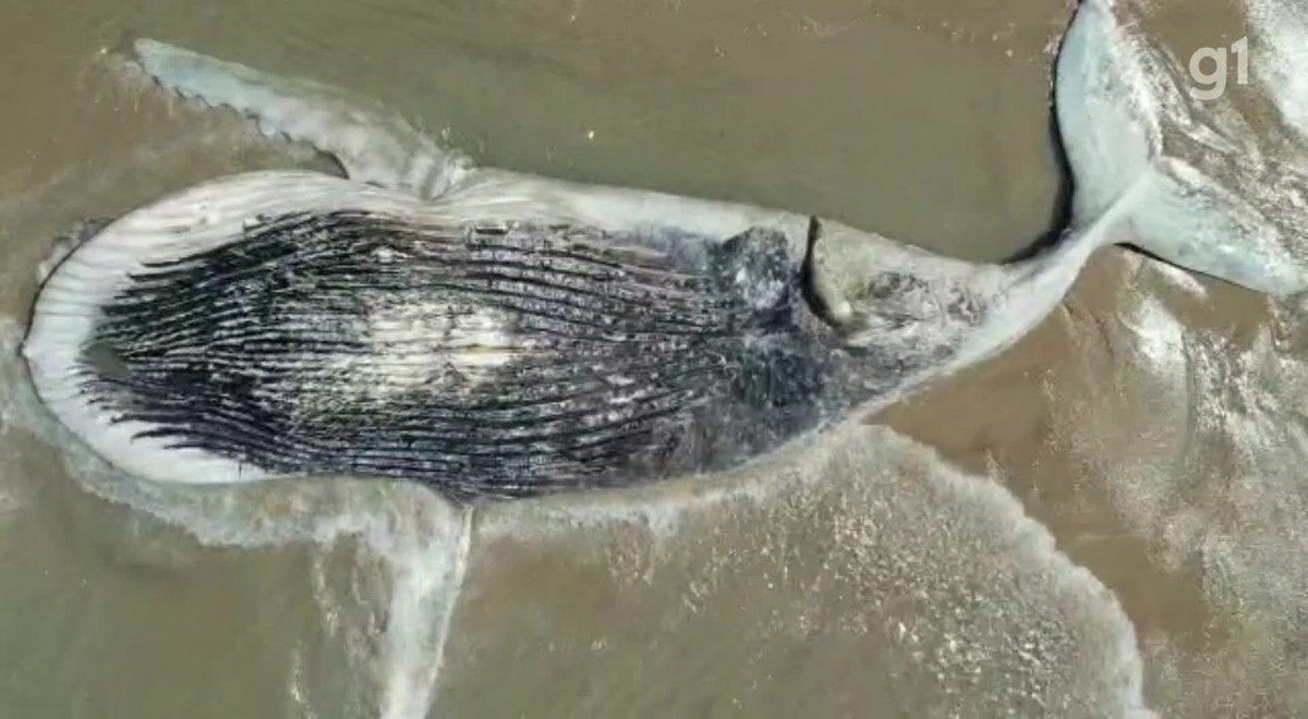Baleia Jubarte é encontrada morta na praia do Félix em Ubatuba | Vale do Paraíba e Região | G1