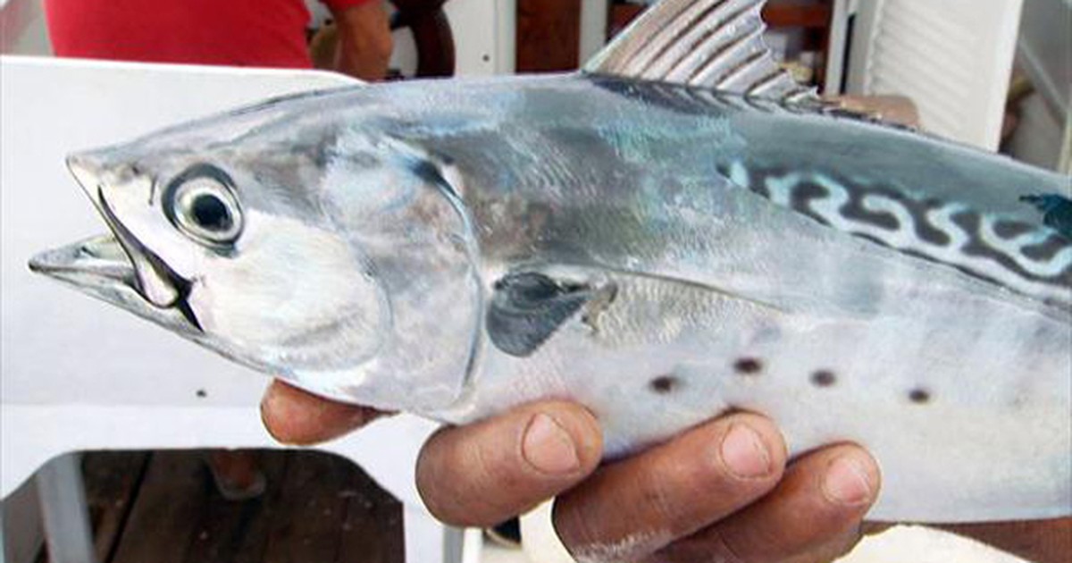 G1 - Bonito - notícias em Fauna