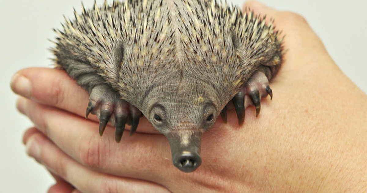 Natureza - Nascimento de equidnas traz fato inédito sobre a espécie ...
