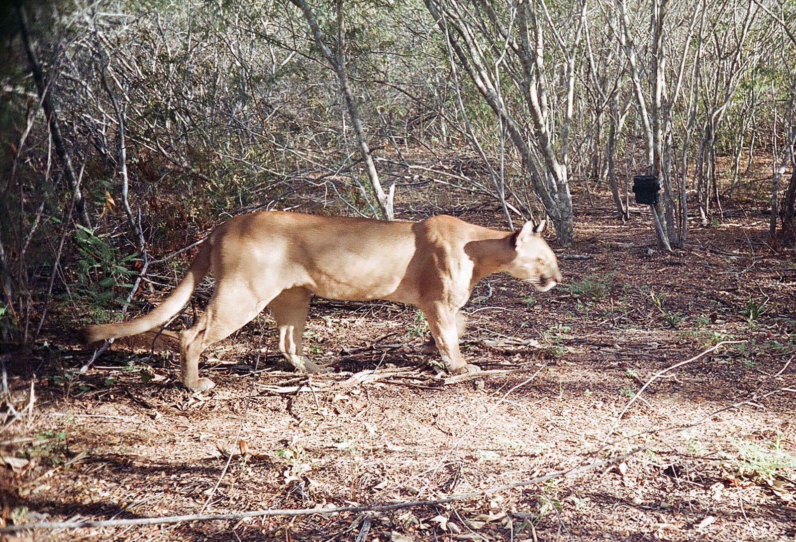THE PUMA - CAT OF ONE COLOUR (Puma concolor)