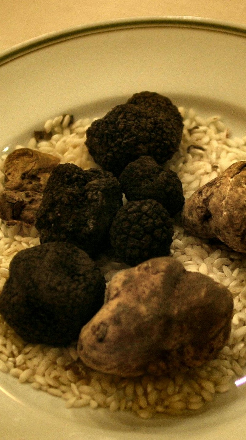 Trufa: história e receitas com o ingrediente