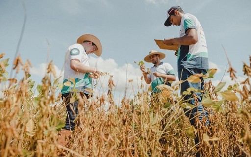 Bayer lança soja Intacta 2 Xtend com custo inicial por hectare de R ...