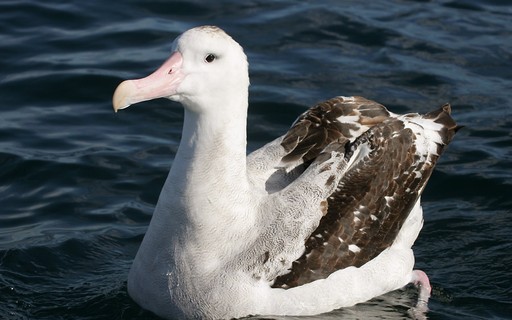 "Divórcio" entre albatrozes é mais comum quando macho é tímido, diz ...